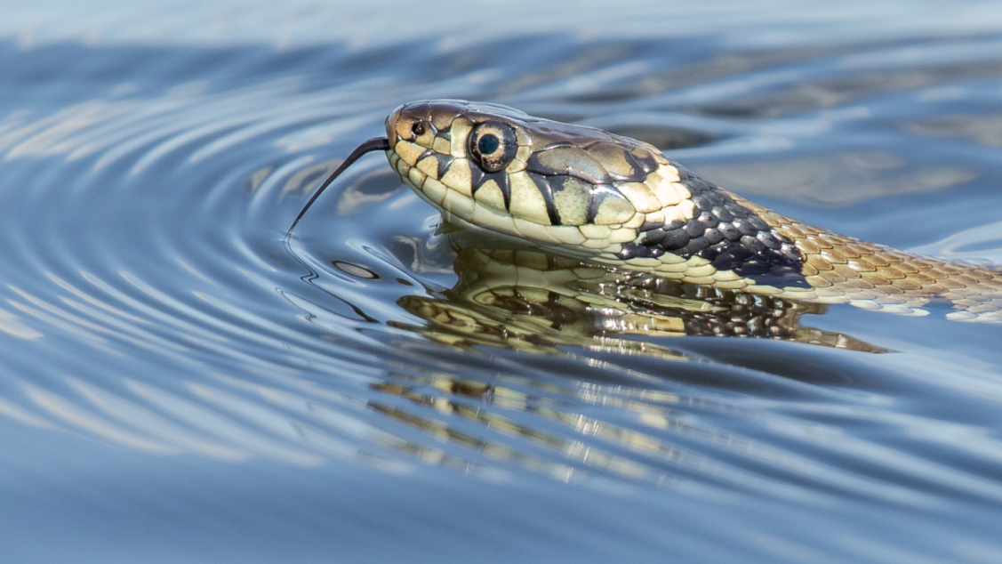 Grootste stinkers van Nederland: de ringslang - Vroege Vogels - BNNVARA