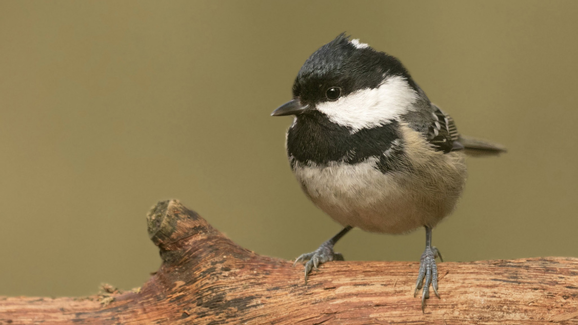 Vroege Vogels Radio | 26 juni 2022 - Vroege Vogels - BNNVARA
