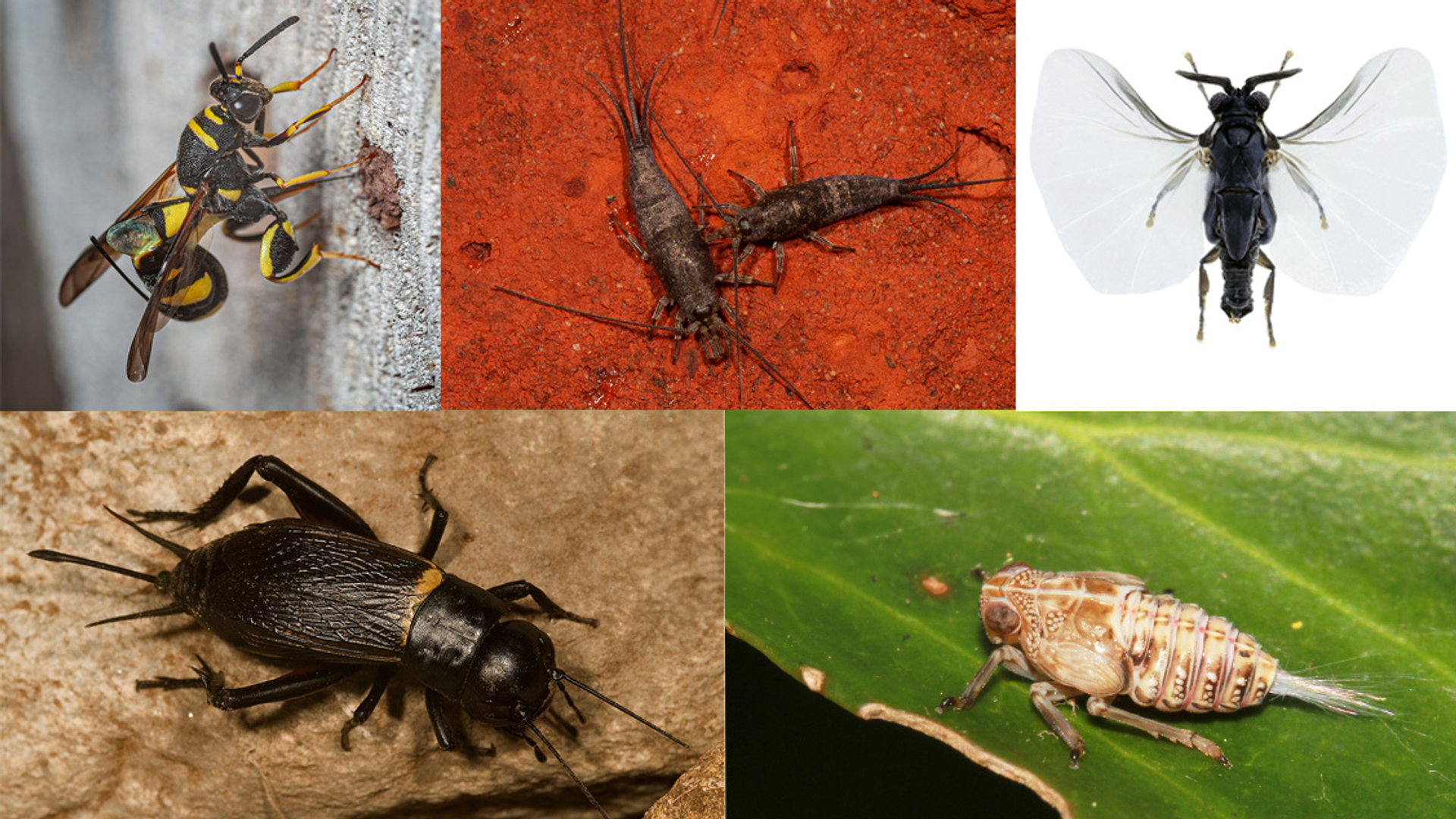 Media - Vroege Vogels - BNNVARA